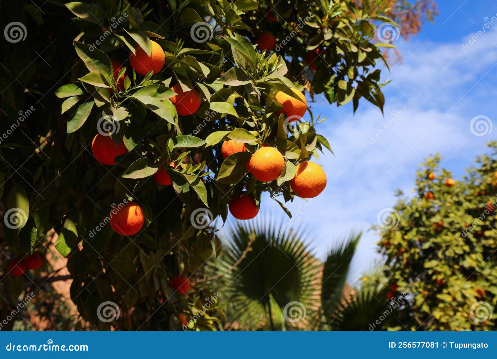 Orange Fruit on a Tree in Morocco Stock Image - Image of destination ...