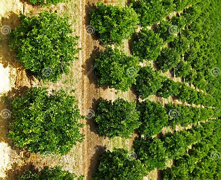 Orange Fruit Tree Orchard stock photo. Image of vitamin - 14314964