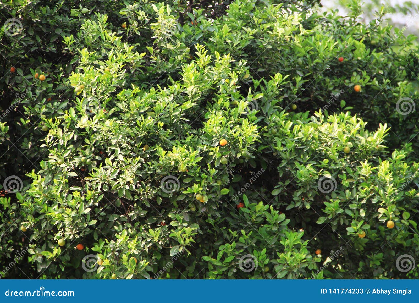 Beautiful Small Orange Fruit Tree Stock Image - Image of beautiful ...