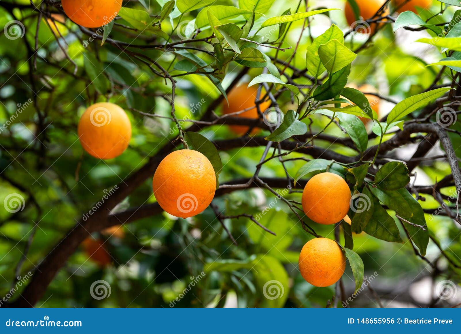 Orange fruit on the trees stock photo. Image of grow - 148655956