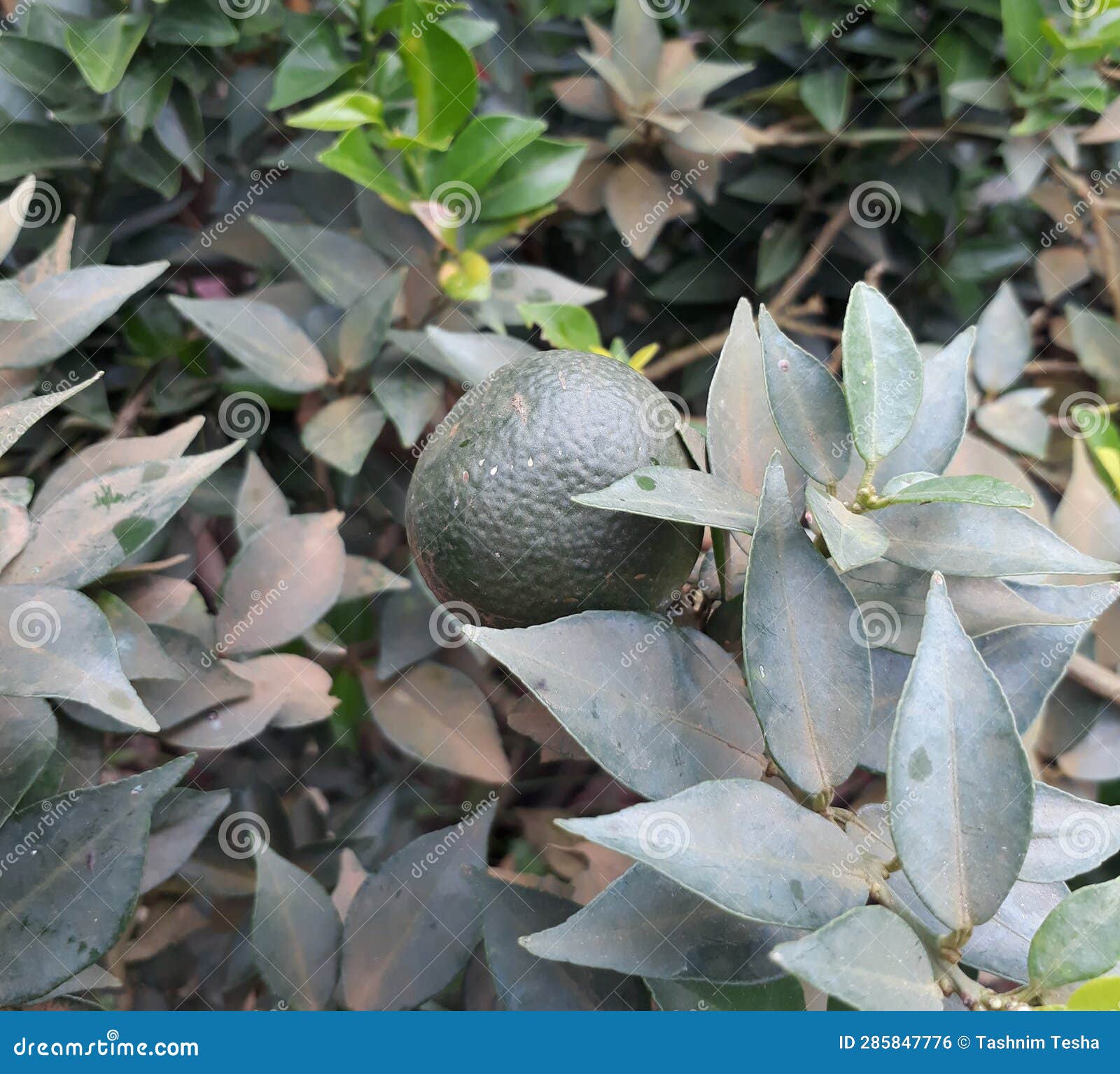 An Orange is a Fruit of Various Citrus Species in the Family Stock ...