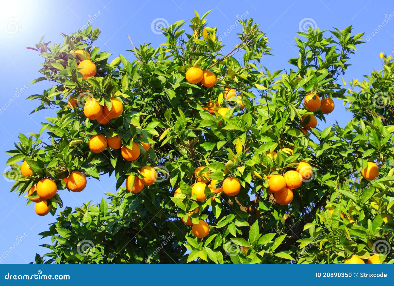 Orange fruits on tree stock photo. Image of fruits, citrus - 20890350