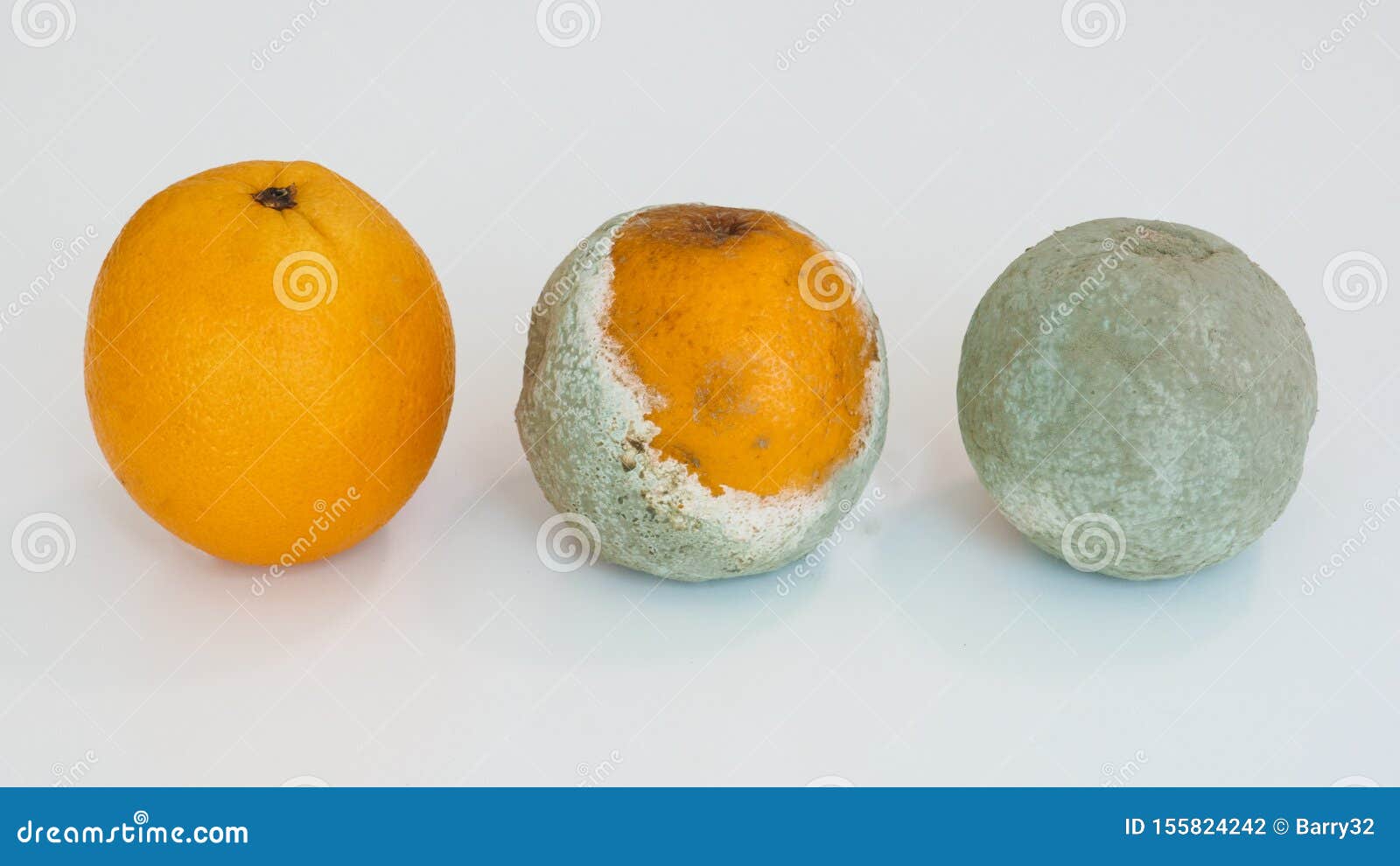 Orange Fruits in Various Stages of Decomposing, Showing Decomposition ... Orange Fruits in Various Stages of Decomposing, Showing Decomposition ...