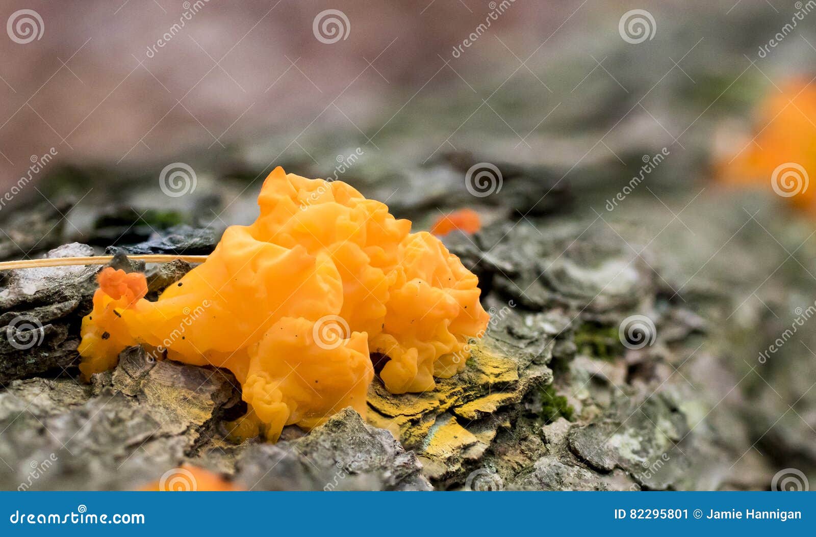 Orange Fungi stock image. Image of forest, woodland, toadstool - 82295801