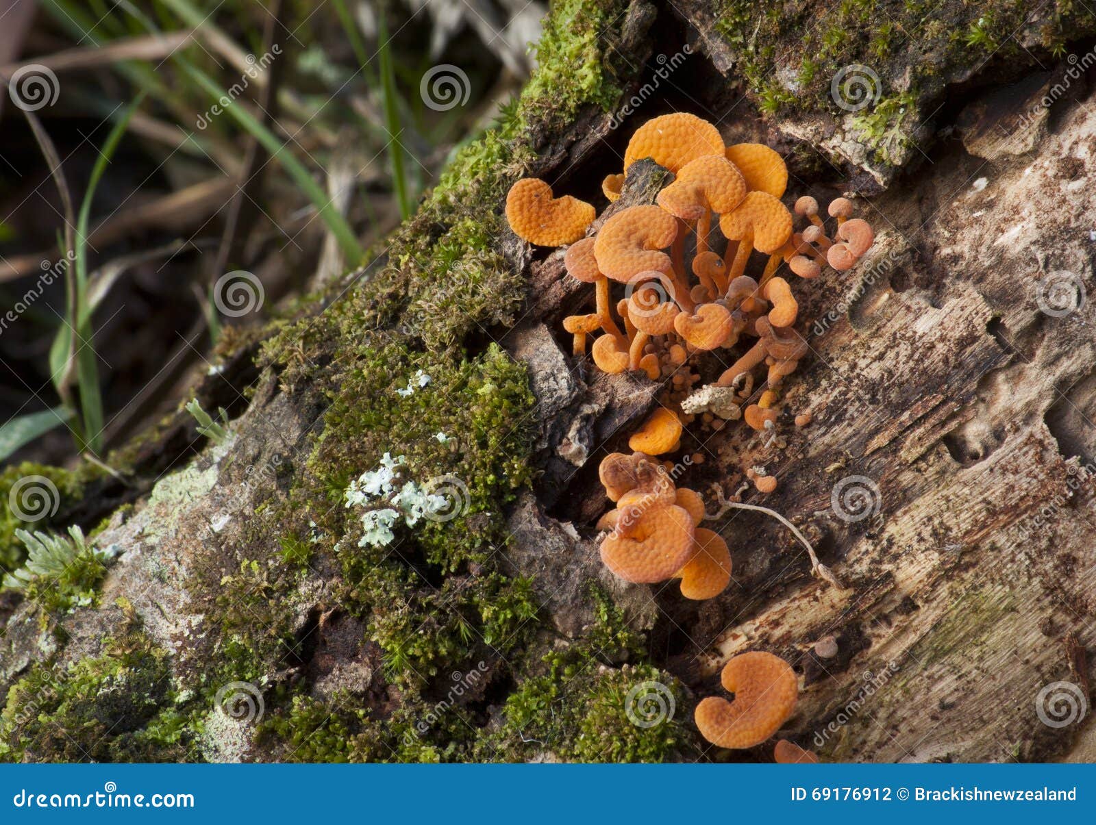 Orange Fungi Growing On A Tree Trunk Stock Photography | CartoonDealer ...