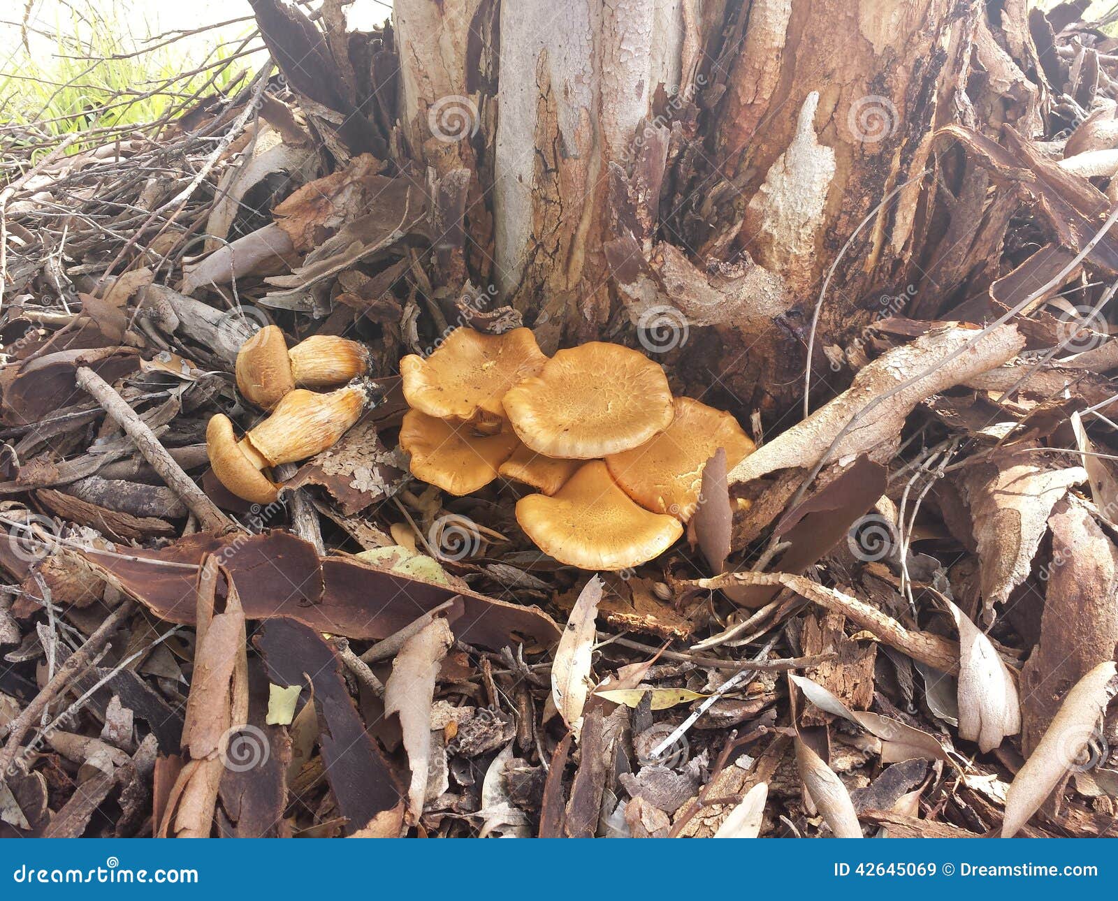 Orange Fungus stock image. Image of orange, fungus, tree - 42645069