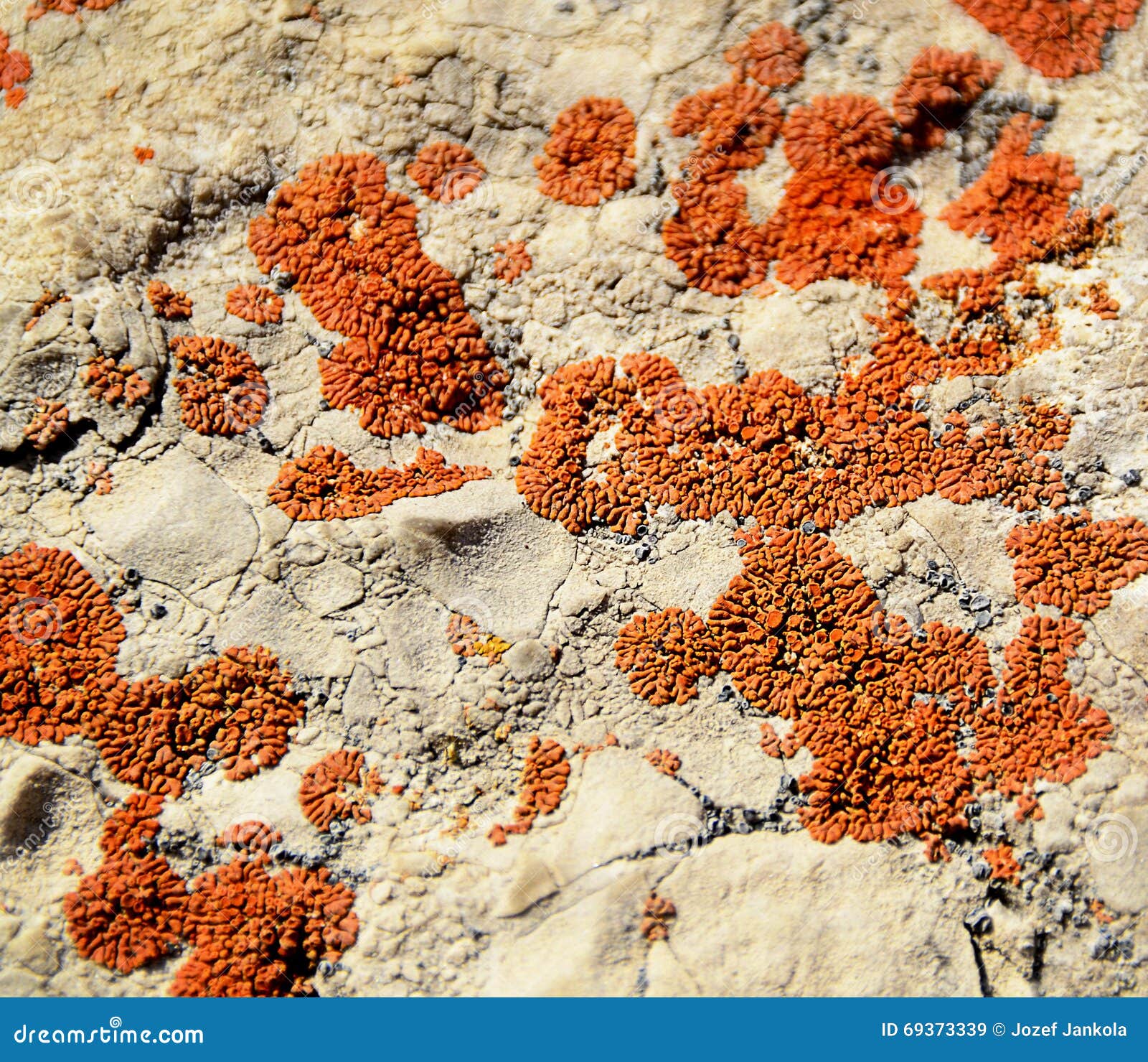 Orange Fungus on Limestone Rock Stock Image - Image of fungus ...