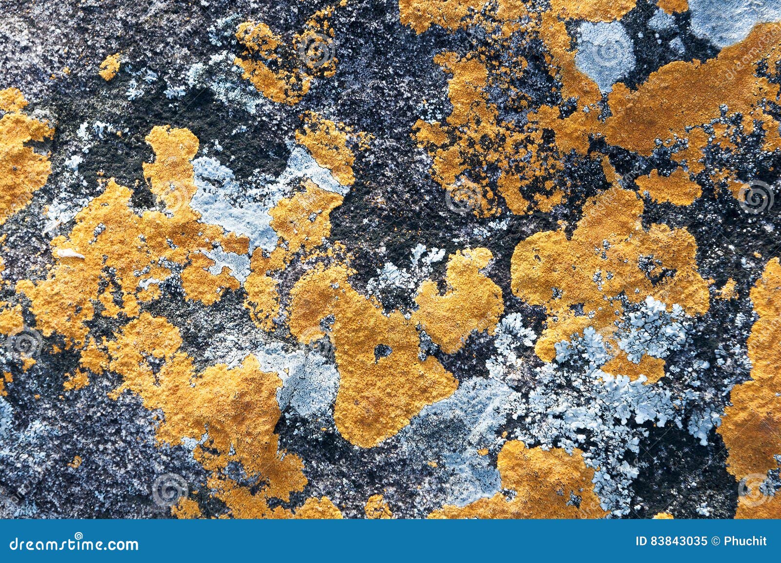 The orange fungus texture stock image. Image of macro - 83843035