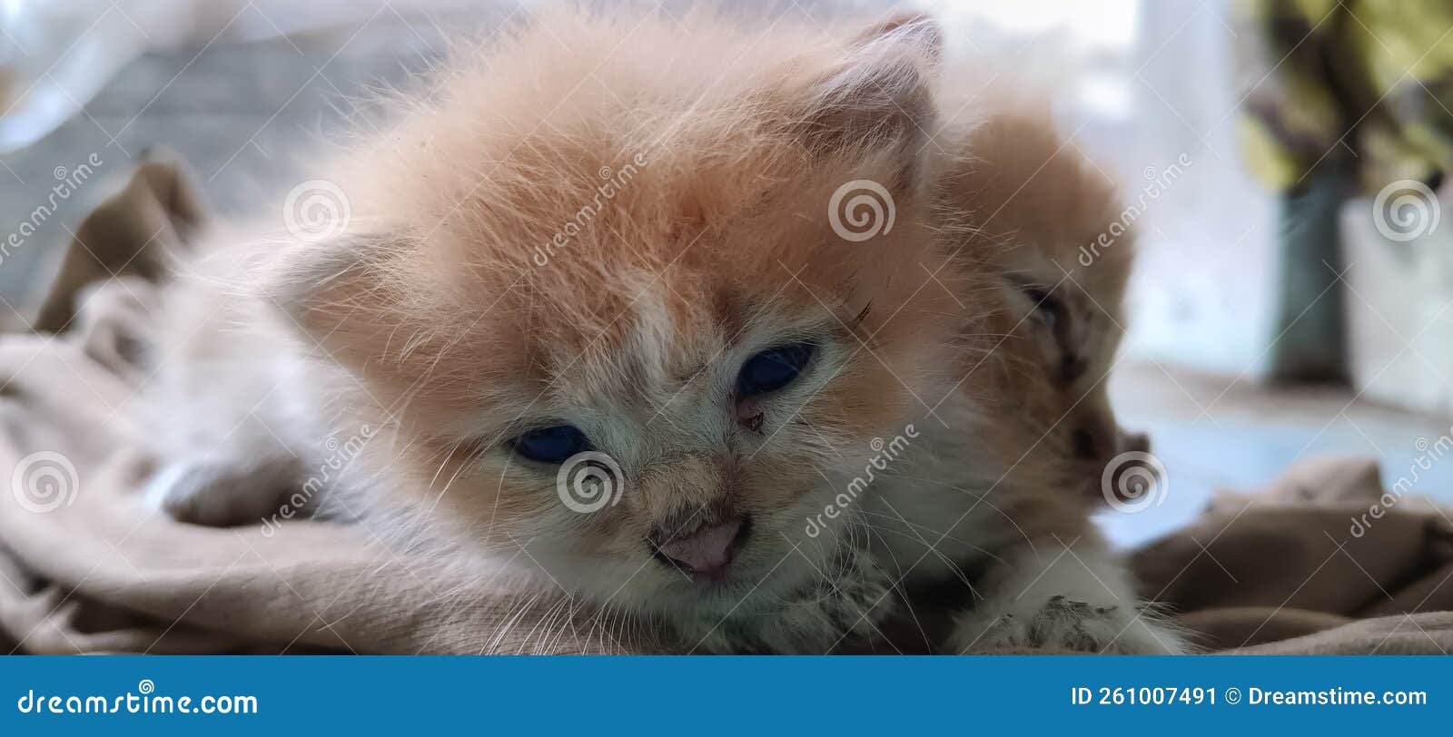 An Orange Fur Kitten with Slanted Eyes Stock Image - Image of snout ...