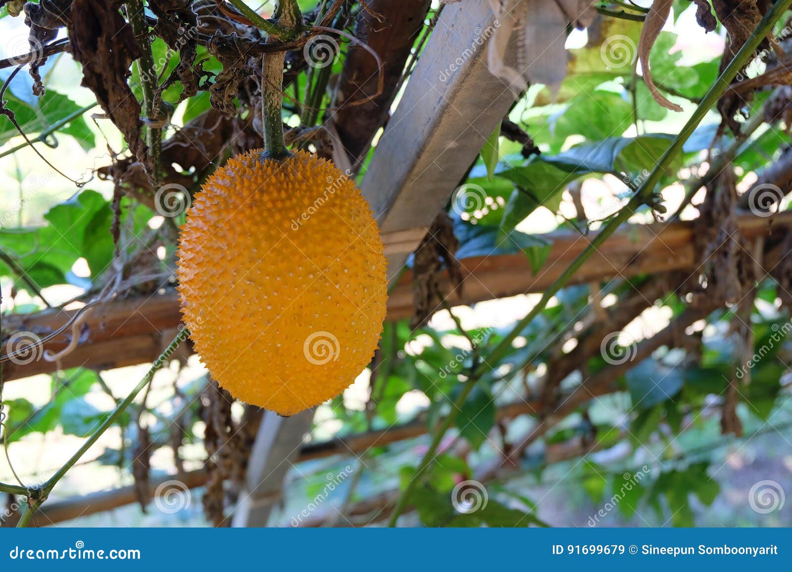 Orange Gac Fruit in the Farm Stock Image - Image of farm, tree: 91699679