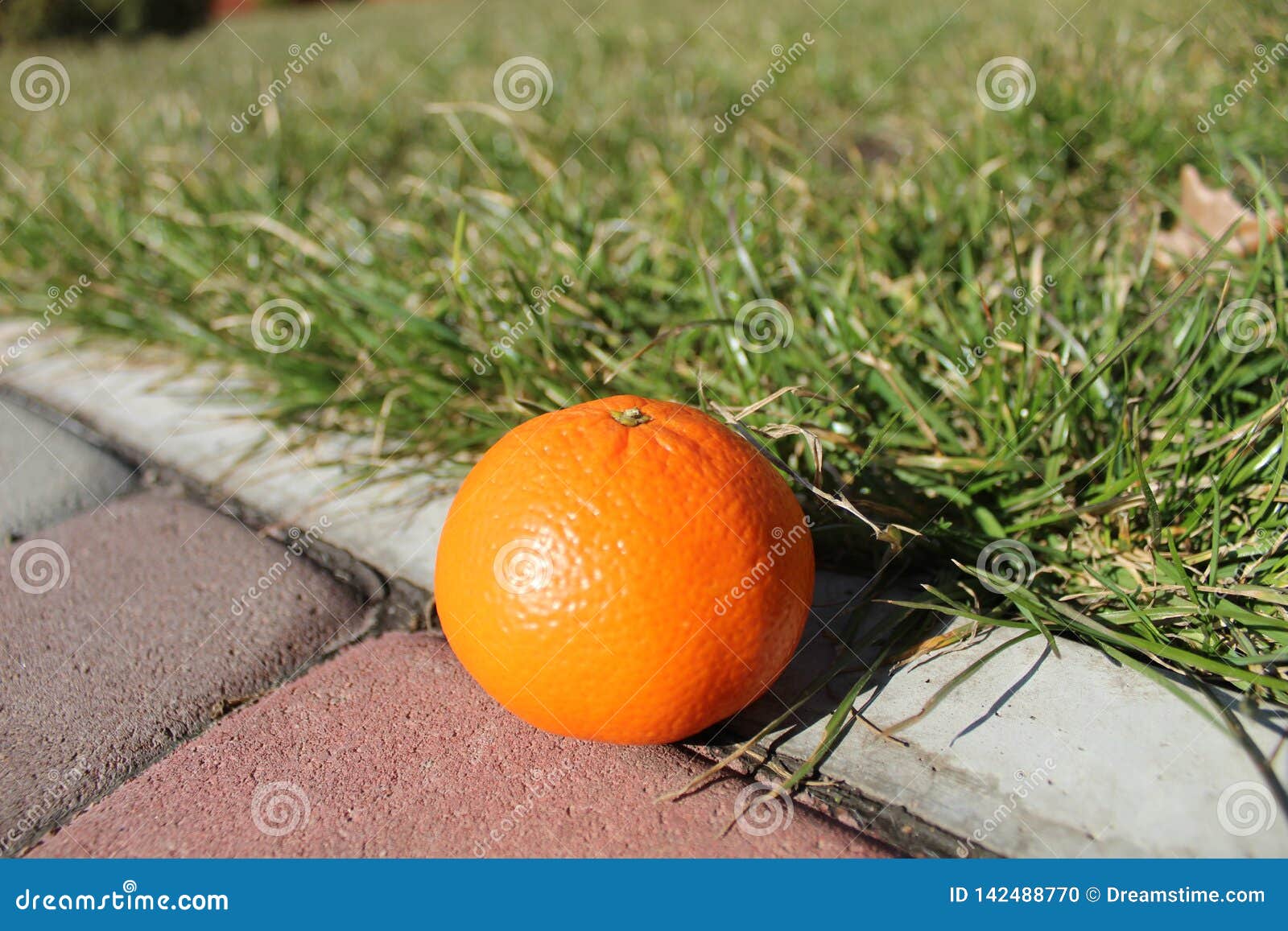 Orange in the garden stock photo. Image of beautiful - 142488770