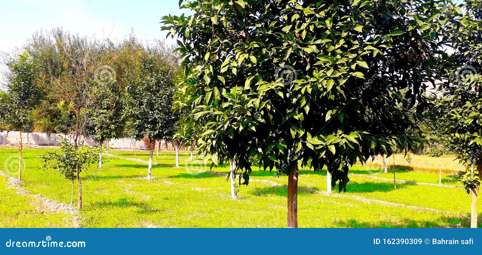 Orange garden stock image. Image of tree, garden, field - 162390309