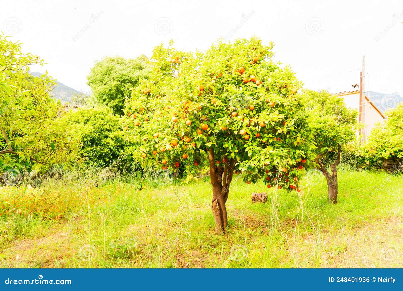Orange garden with friuts stock photo. Image of leaf - 248401936