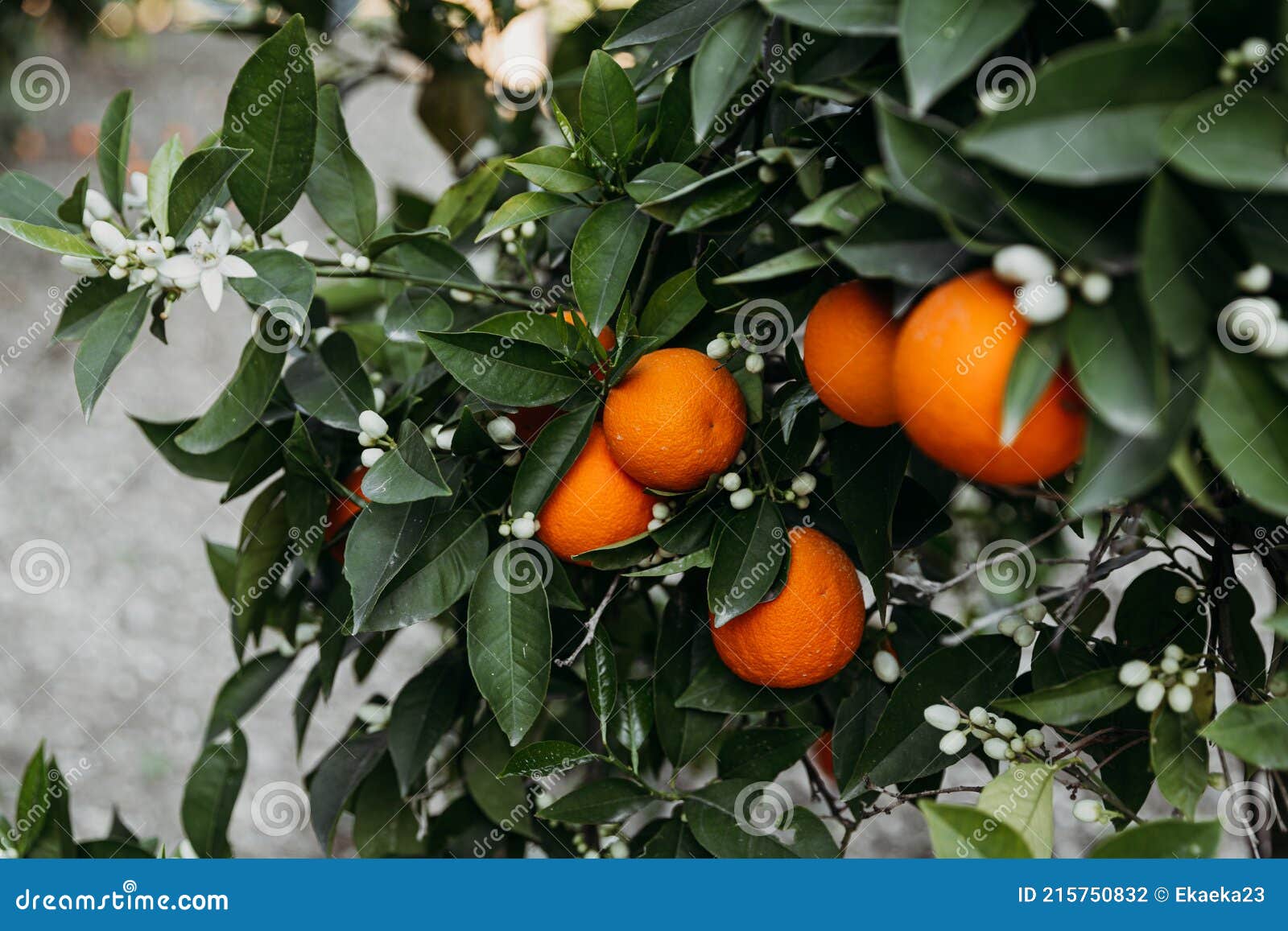Orange Garden with Oranges in Spring Time Stock Photo - Image of ripe ...