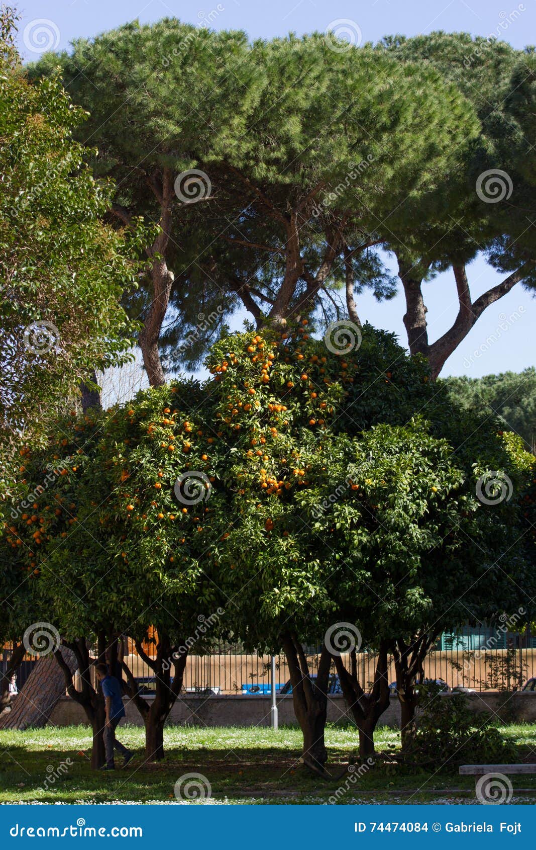 Orange Garden in Rome editorial stock image. Image of garden - 74474084