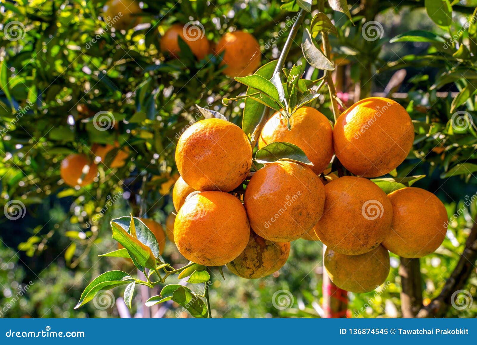 Orange Garden, Orange Trees in the Garden Stock Image - Image of fresh ...