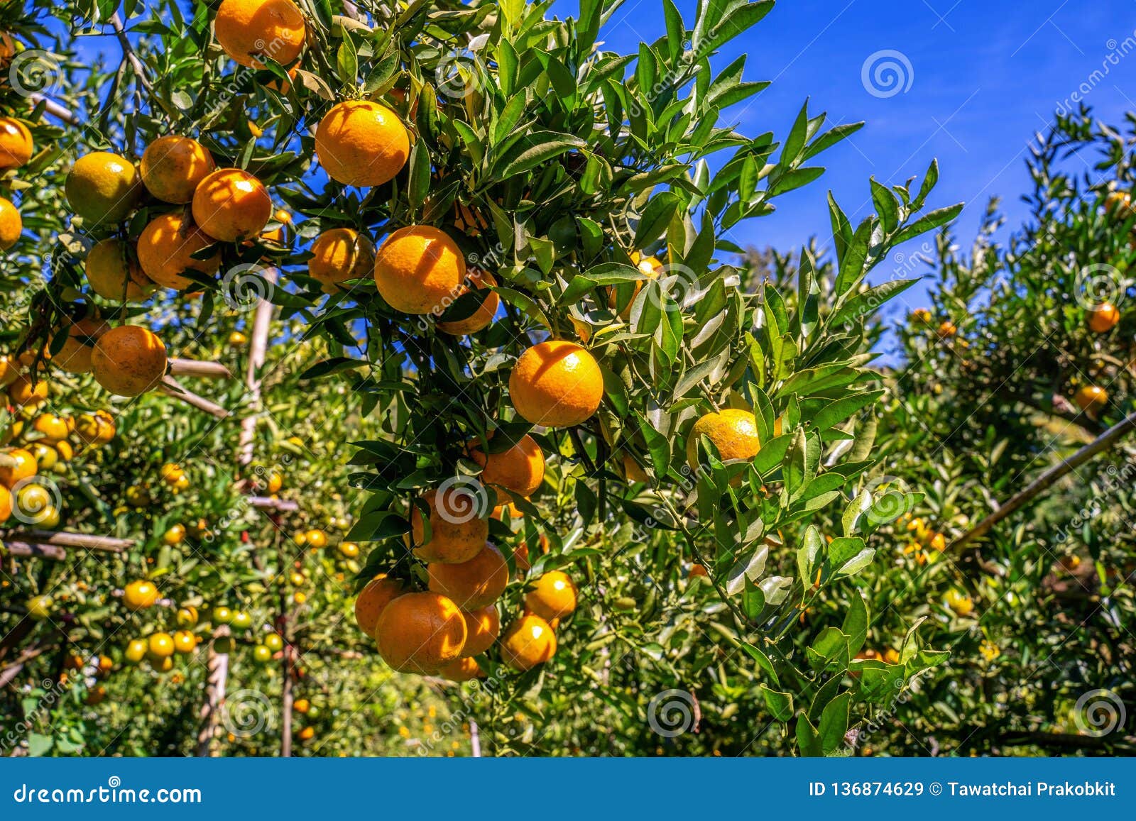Orange Garden, Orange Trees in the Garden Stock Image - Image of branch ...