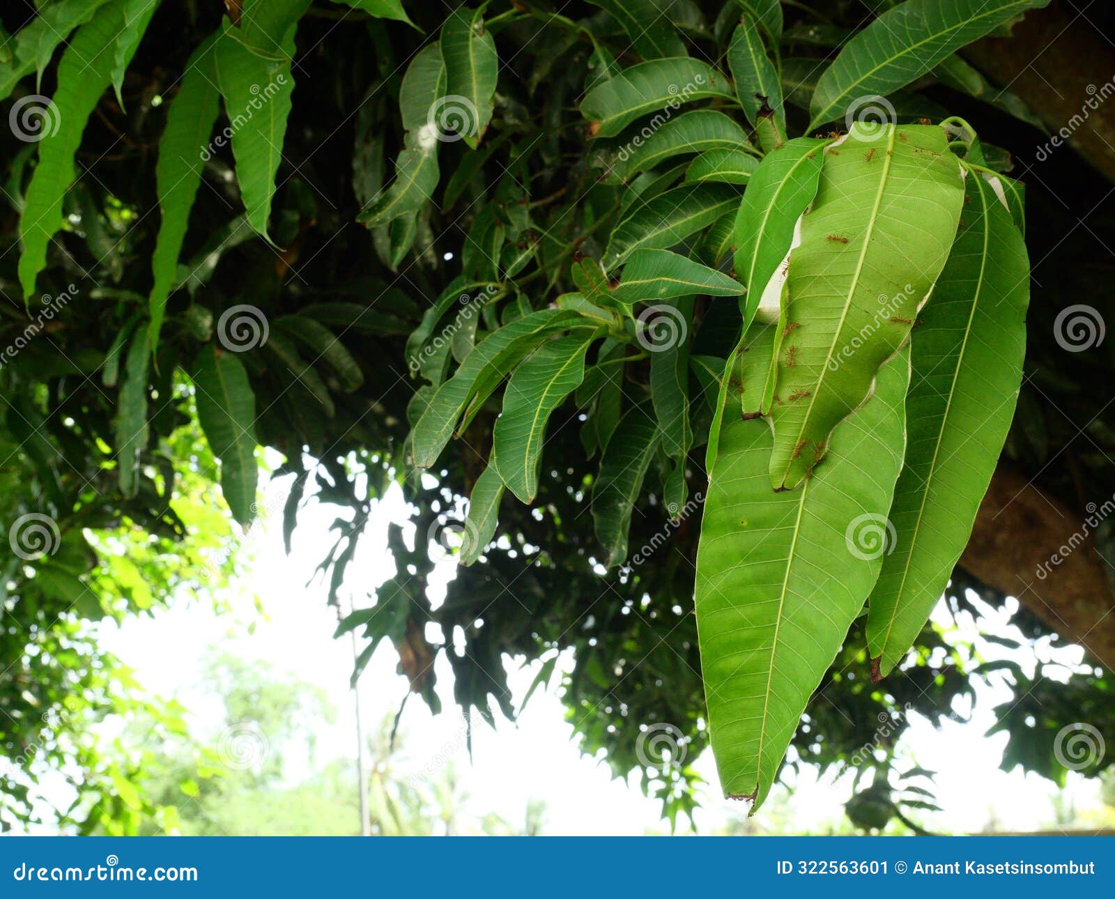 Orange Gaster or Weaver or Green Tree Ant Herd Pulling Leaf To Make a ...