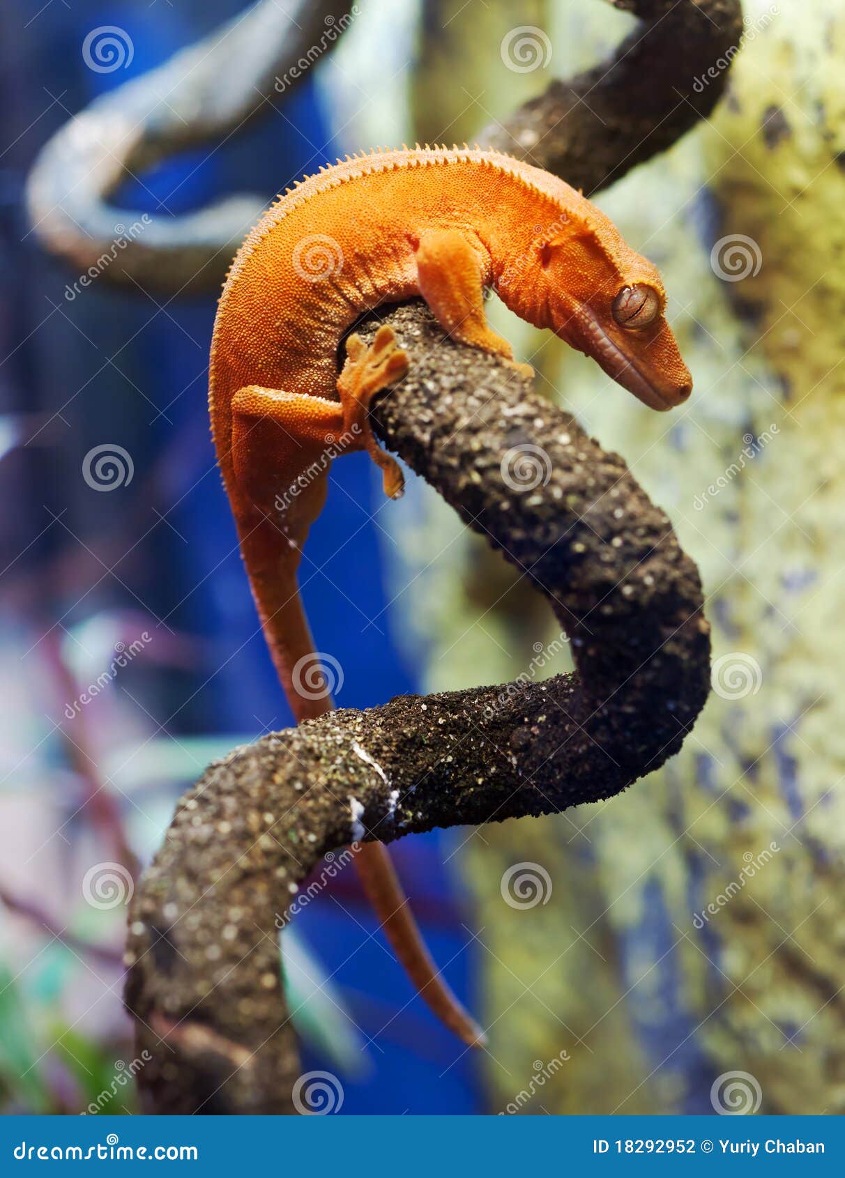 Orange gecko on branch stock photo. Image of macro, skin - 18292952