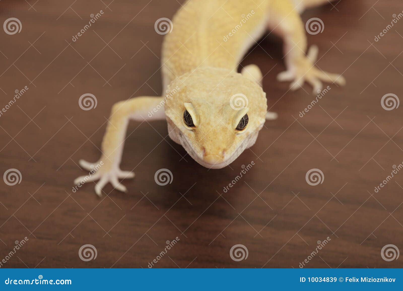 Orange gecko crawling stock image. Image of reptile, crawl - 10034839