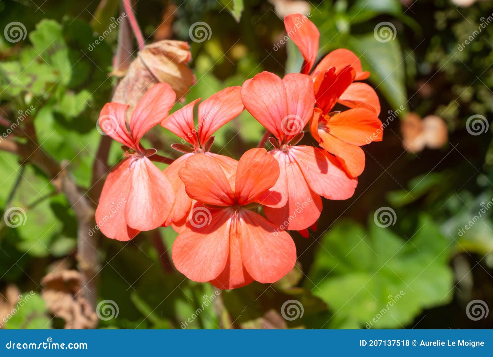 Orange geranium flowers stock photo. Image of flower - 207137518