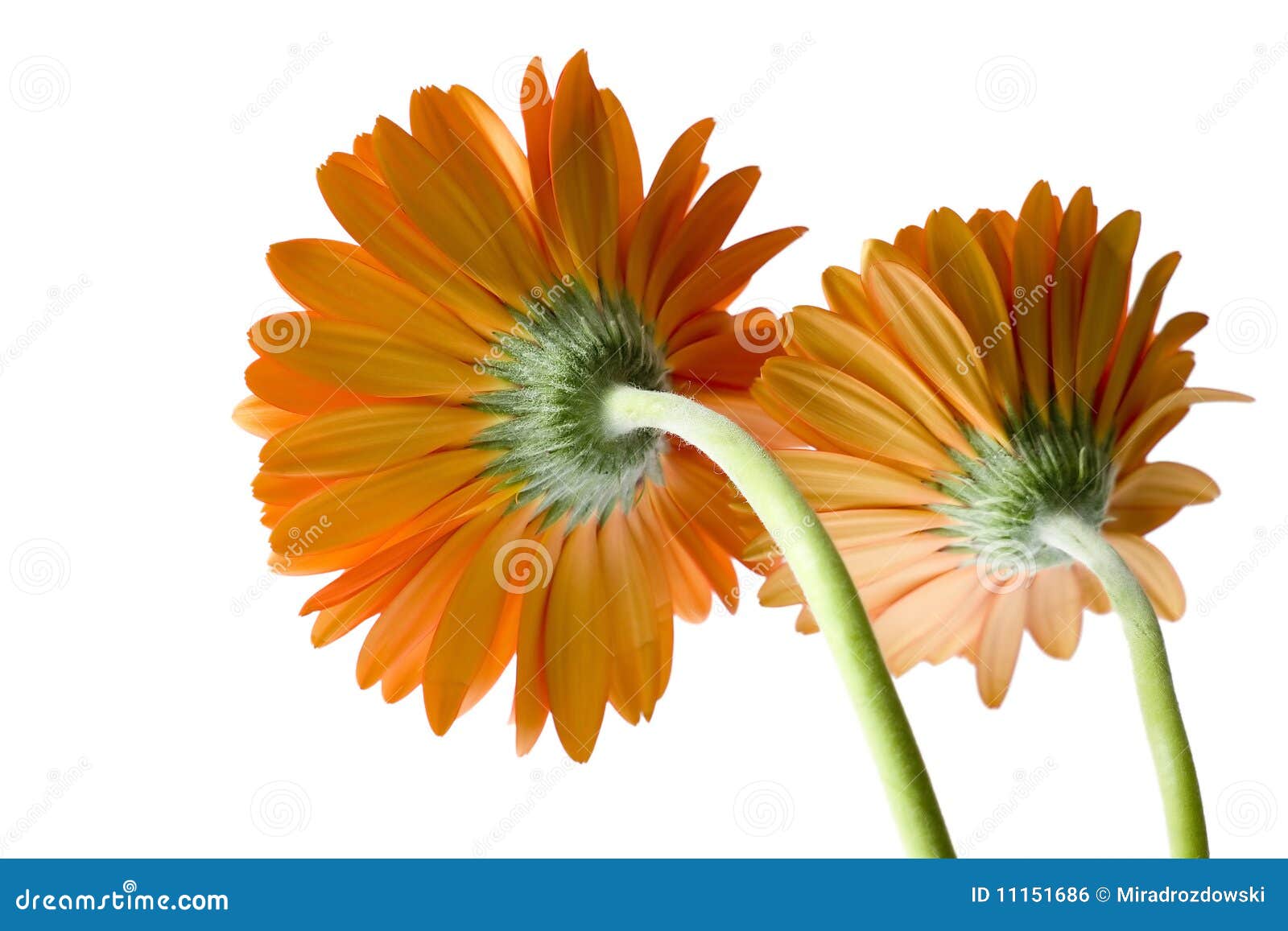 Orange gerber stock photo. Image of spring, rosa, closeup - 11151686