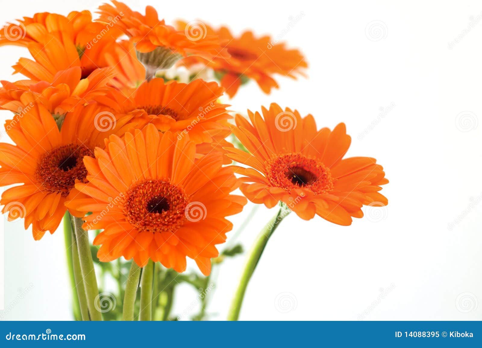 Orange gerber stock image. Image of nature, green, beautiful - 14088395