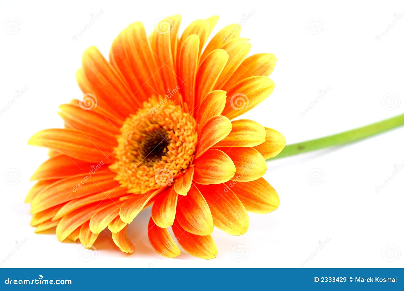 Orange gerber stock image. Image of beauty, background - 2333429