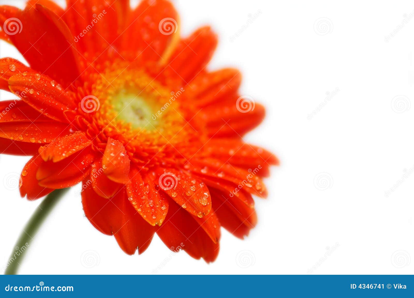 Orange gerber stock image. Image of detail, close, clipping - 4346741