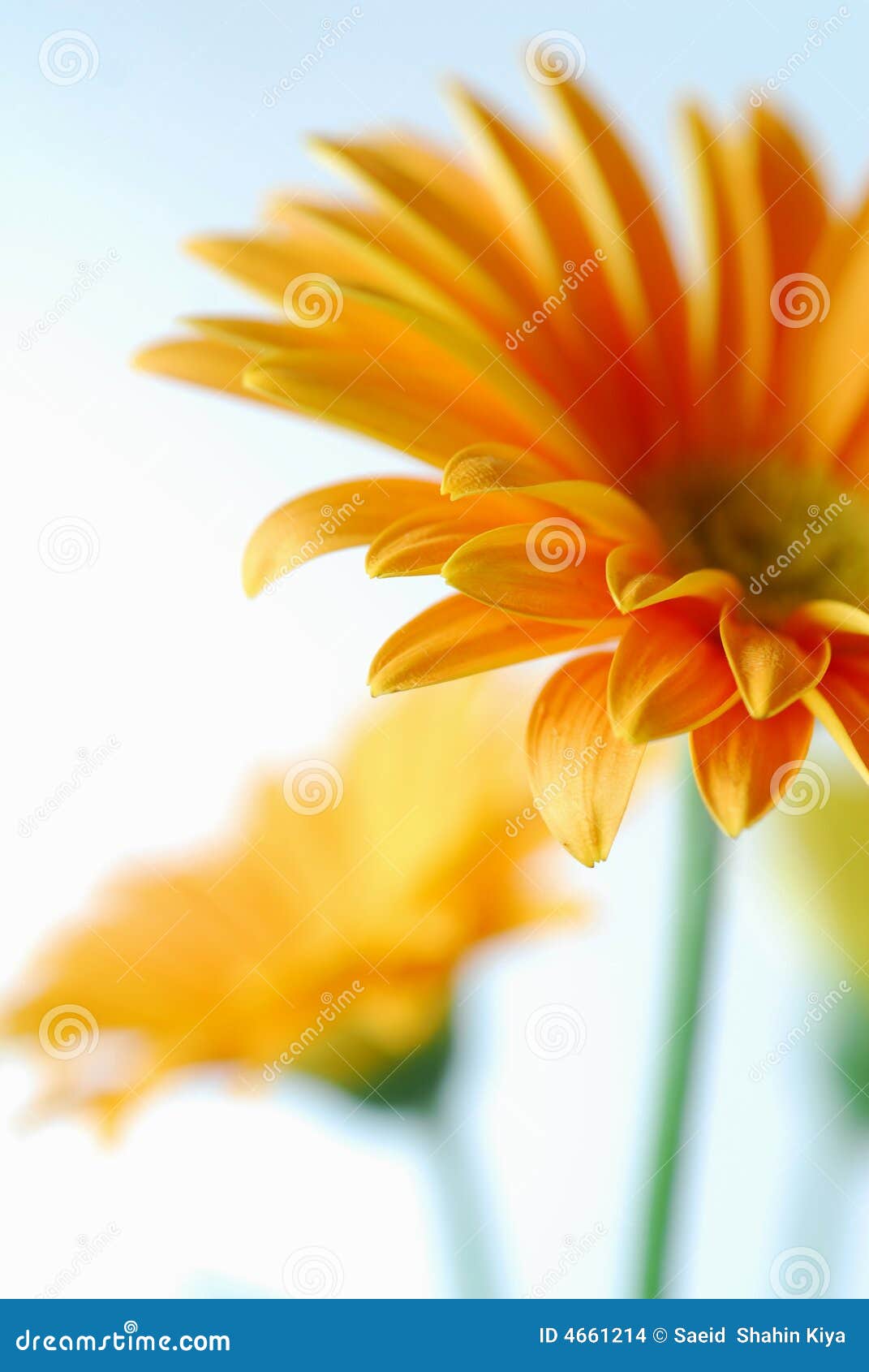Orange Gerber stock photo. Image of petals, beautiful - 4661214