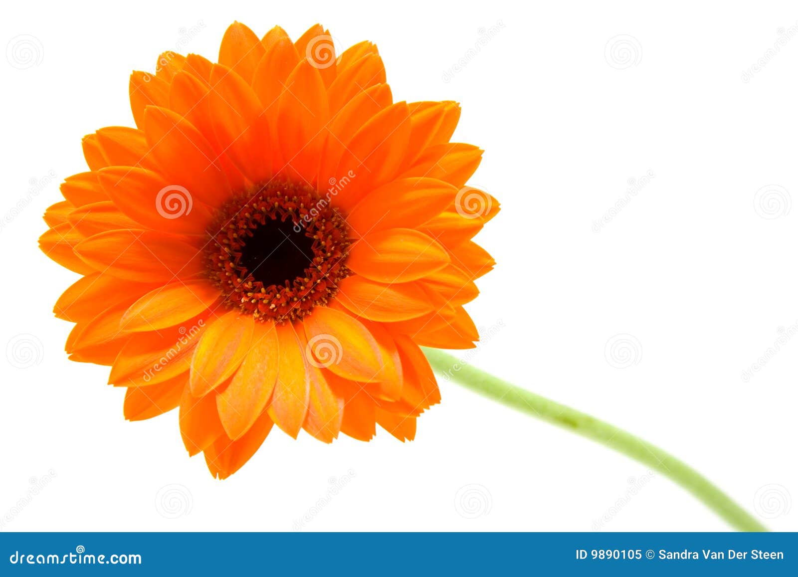 Orange Gerber stock image. Image of spring, botanic, white - 9890105
