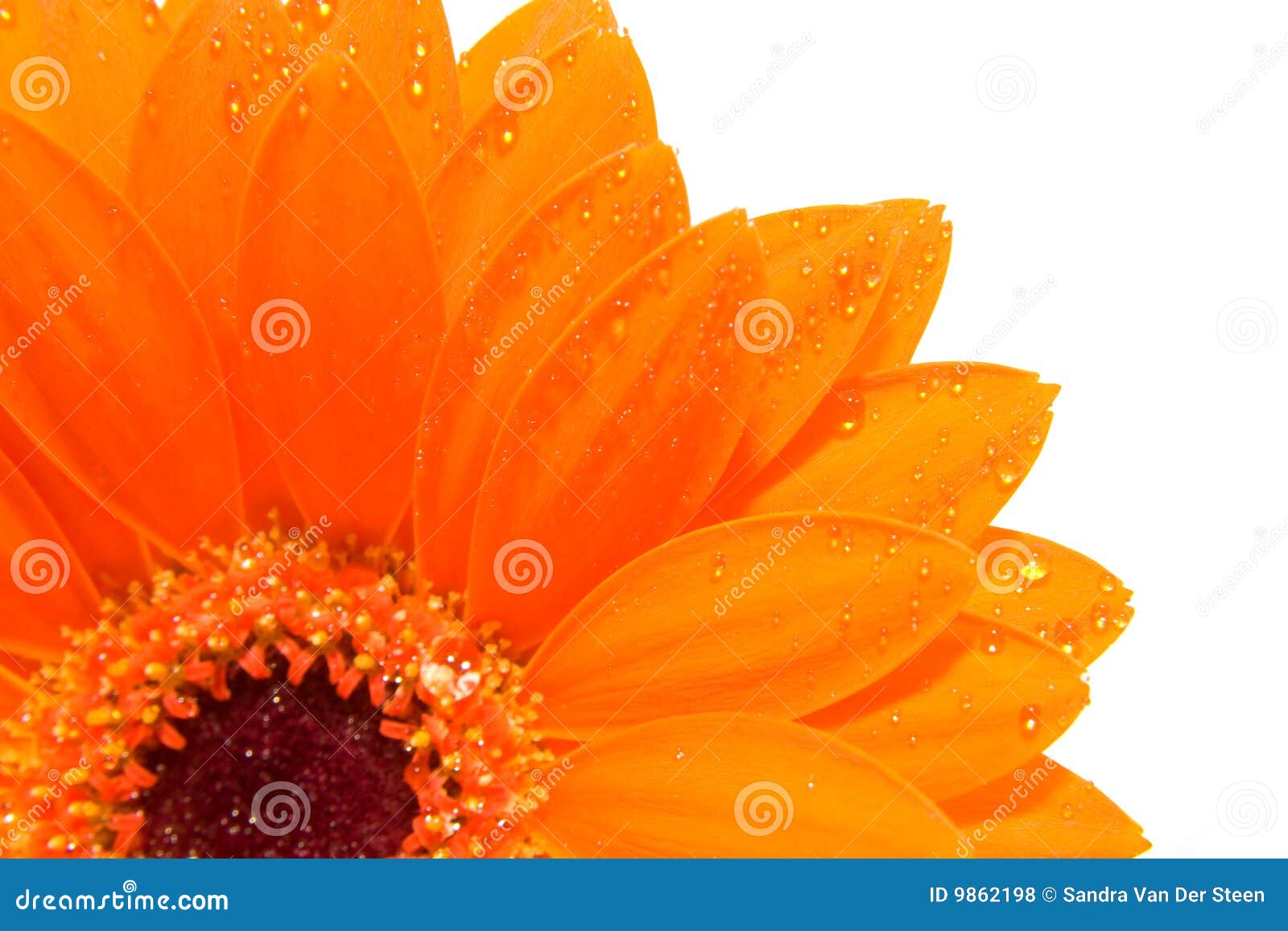Orange Gerber in Closeup with Aterdrops Stock Photo - Image of spring ...
