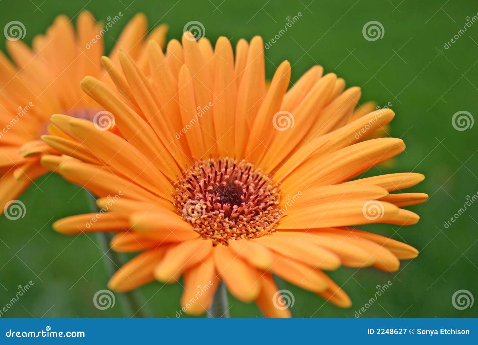 Orange Gerber Daisy stock image. Image of daisy, green - 2248627