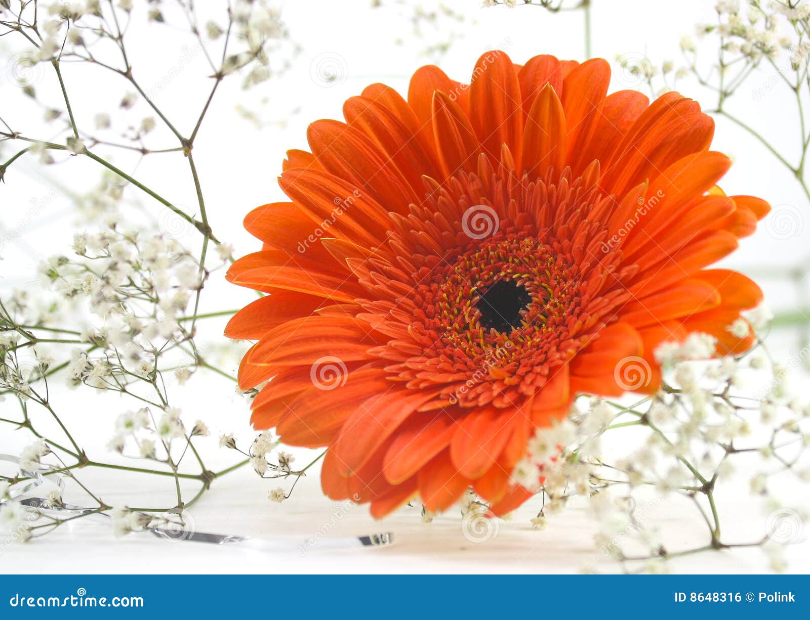 Orange Gerber daisy stock photo. Image of flower, gerbera - 8648316