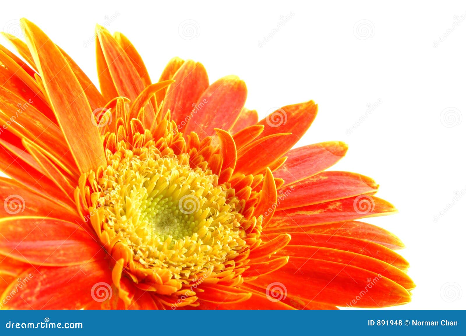 Orange gerber daisy stock photo. Image of stem, fresh, lovely - 891948