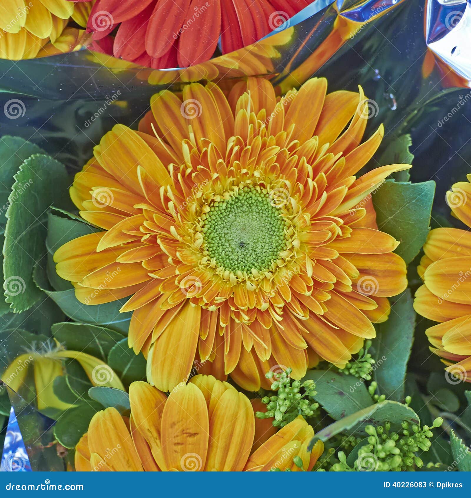 Orange Gerber daisy flower stock image. Image of gardener - 40226083