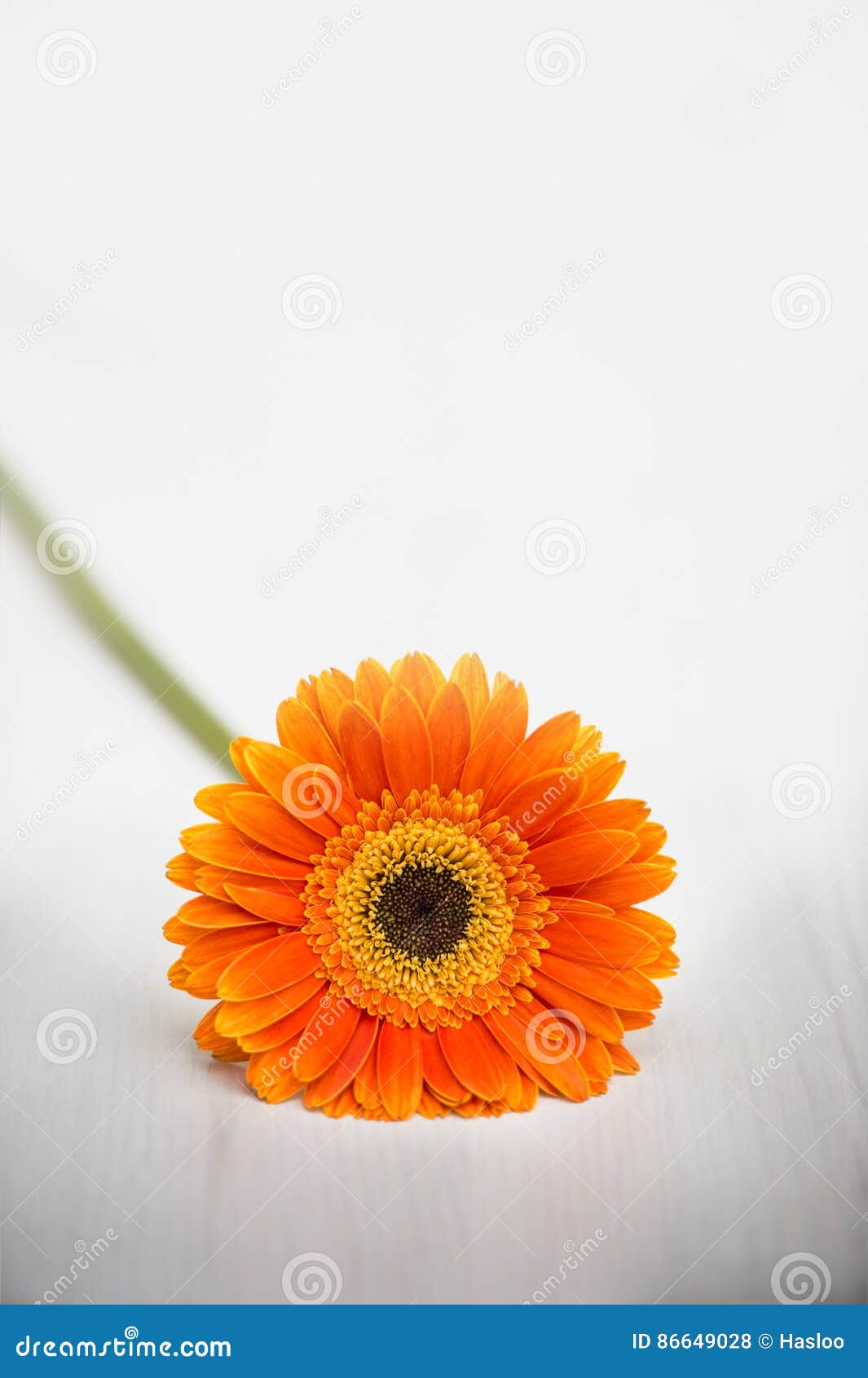 Orange Gerber Daisy Laying on Table Stock Photo - Image of natural ...