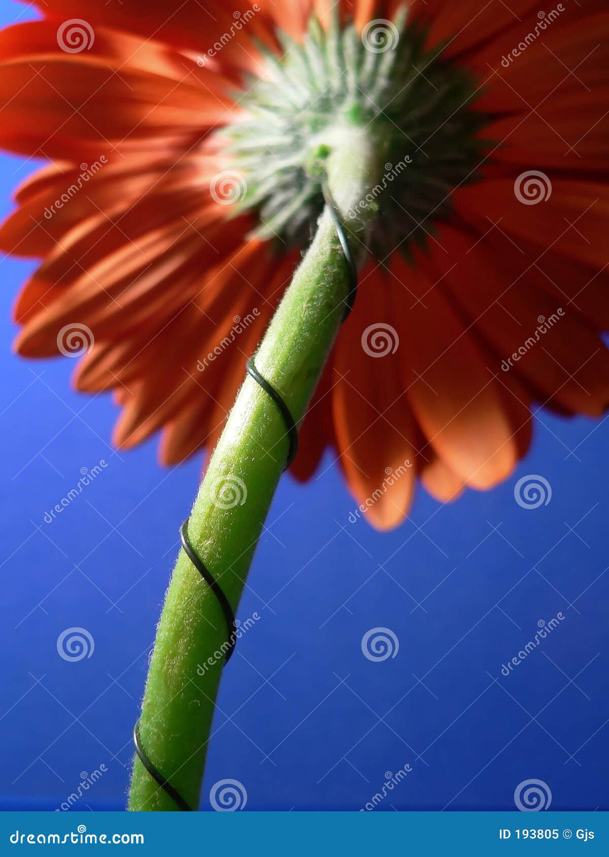 5,998 Strong Stem Stock Photos - Free & Royalty-Free Stock Photos from ...