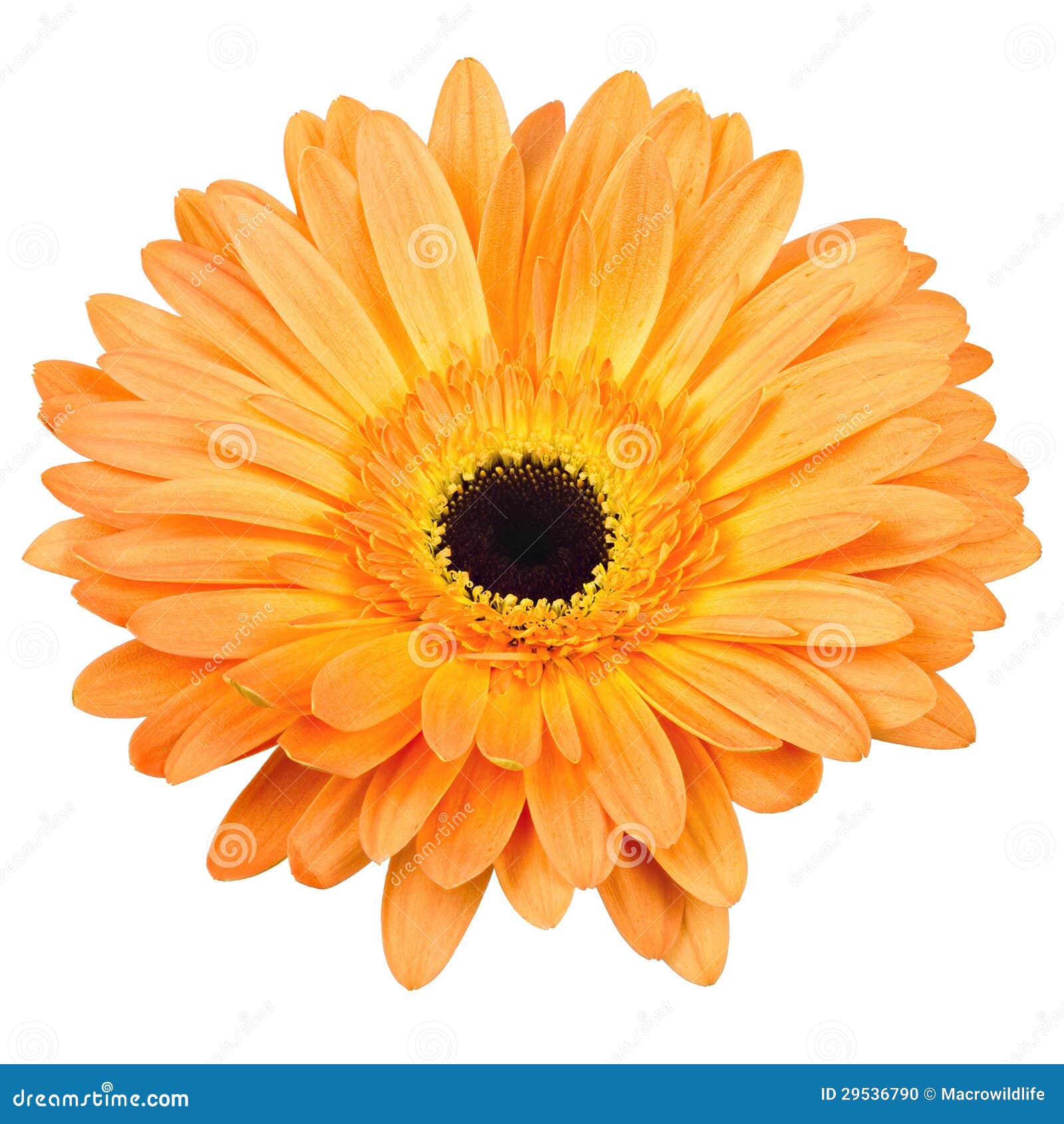 Orange Gerber Flower Isolated on White Stock Photo - Image of closeup ...