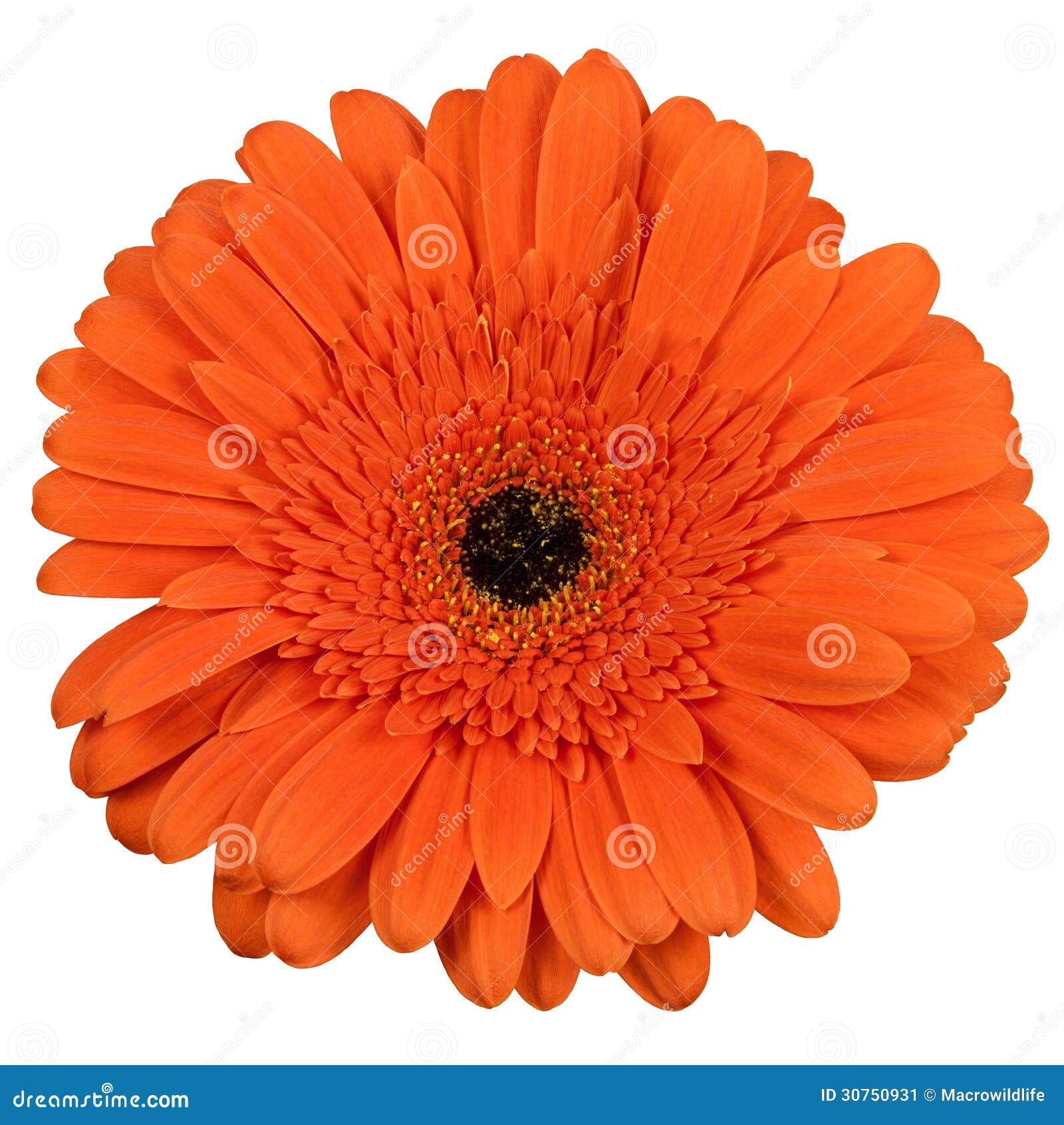 Orange Gerber Flower Isolated on White Stock Image - Image of beauty ...