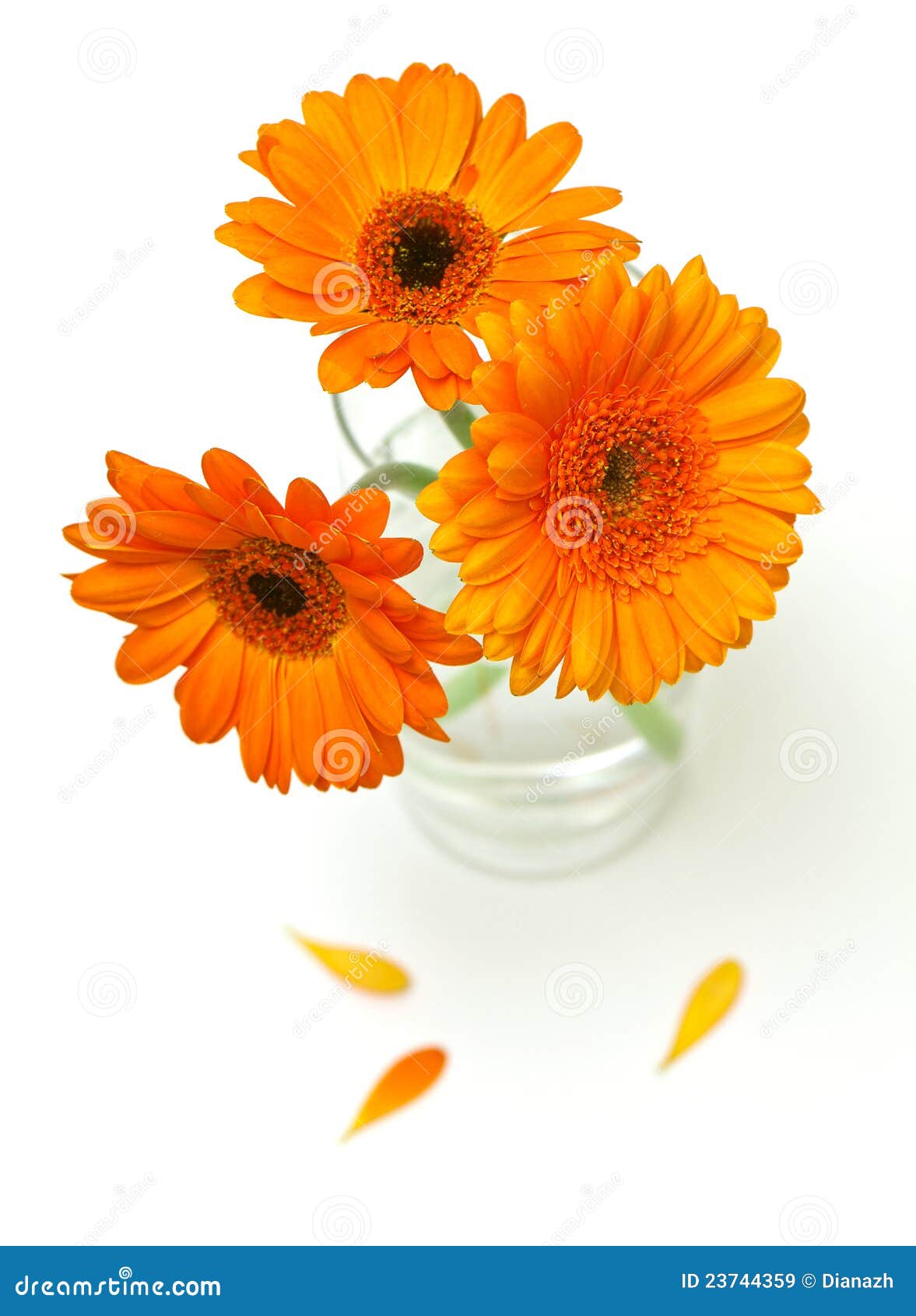 Orange Gerber Flowers in a Glass Stock Image - Image of colors ...