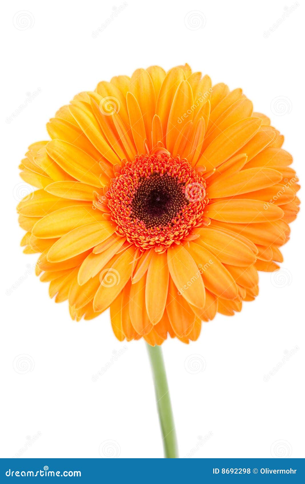 Orange gerber on white stock photo. Image of growth, freshness - 8692298