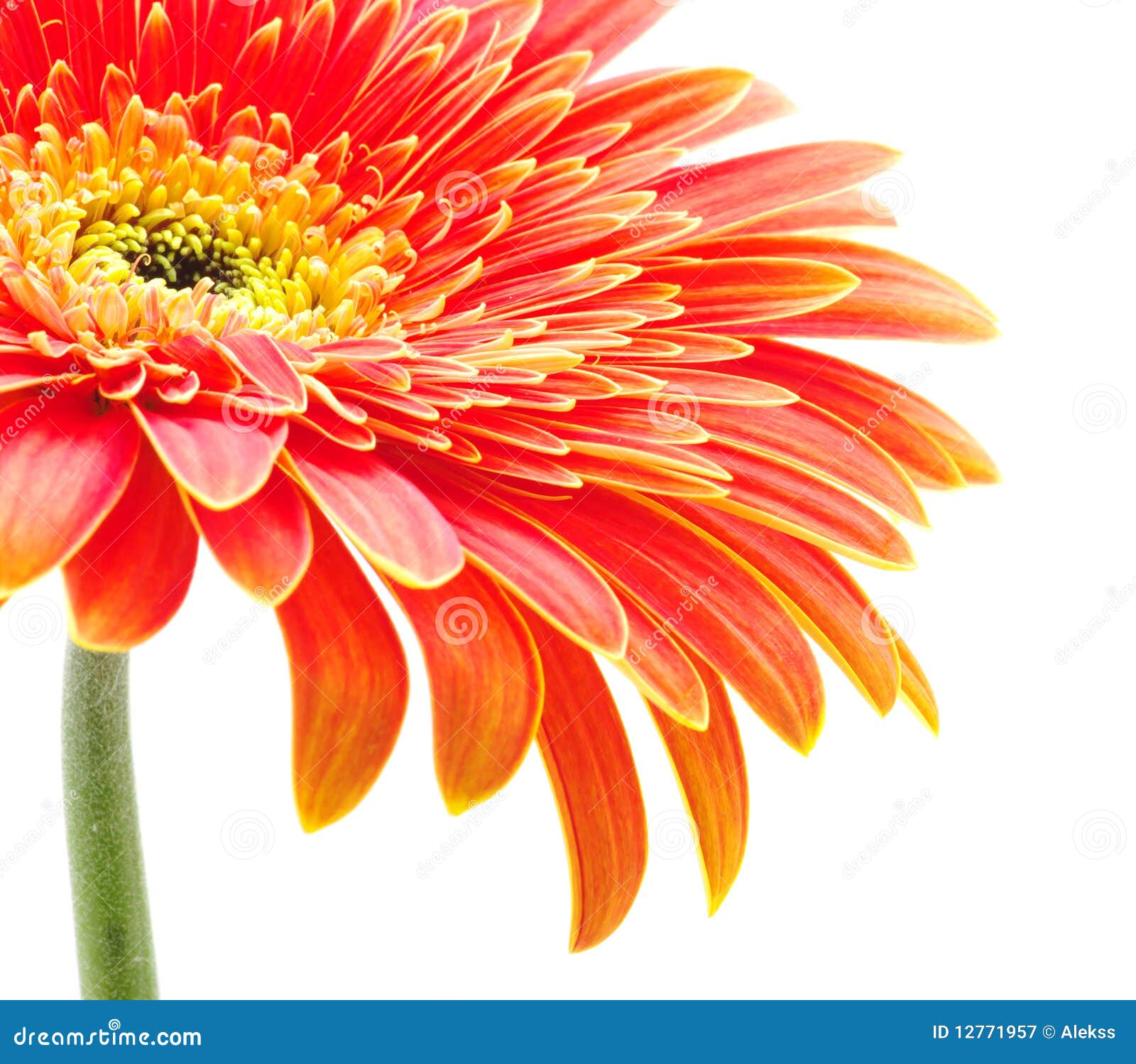 Orange gerbera stock image. Image of fresh, background - 12771957