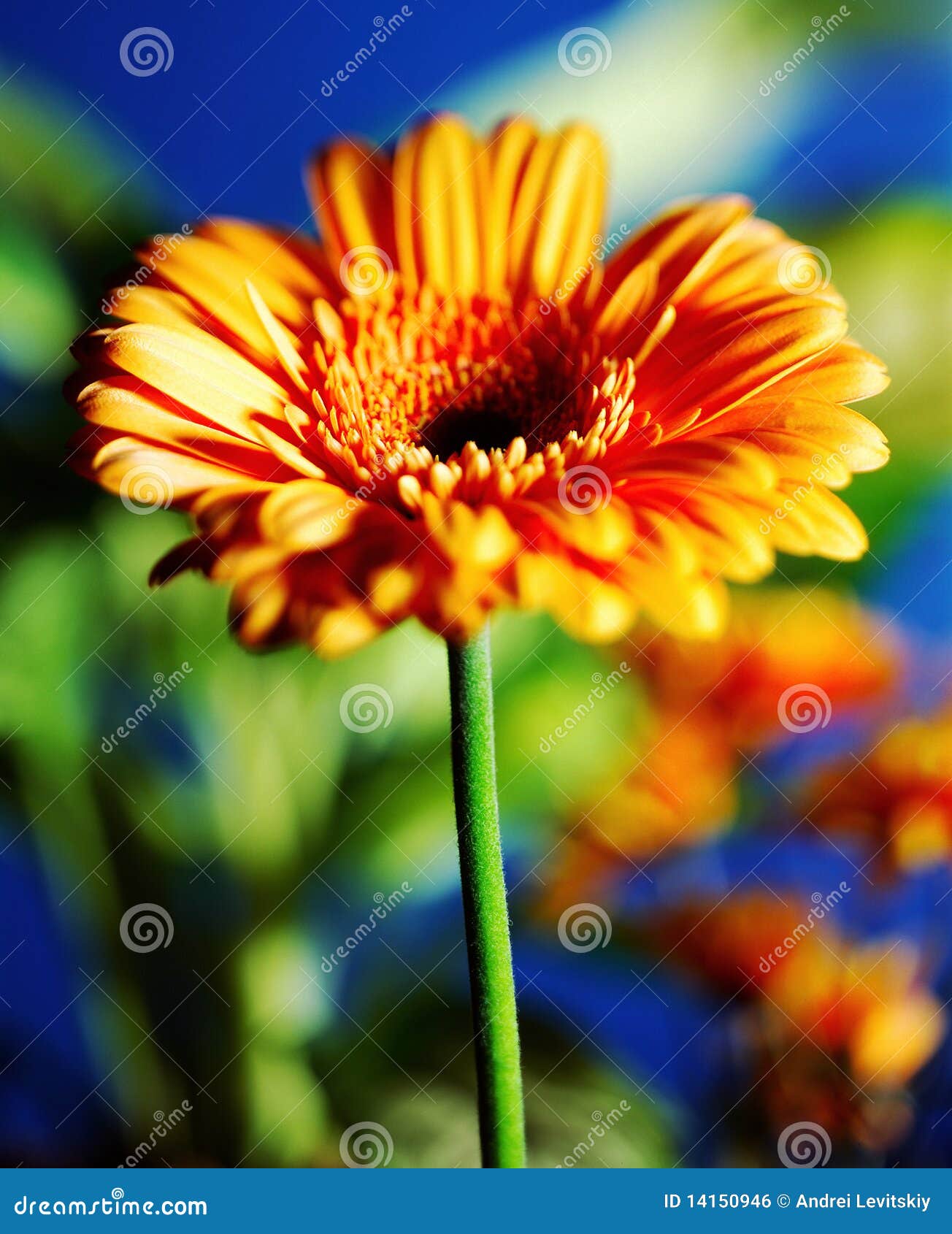 Orange gerbera stock photo. Image of natural, gardening - 14150946