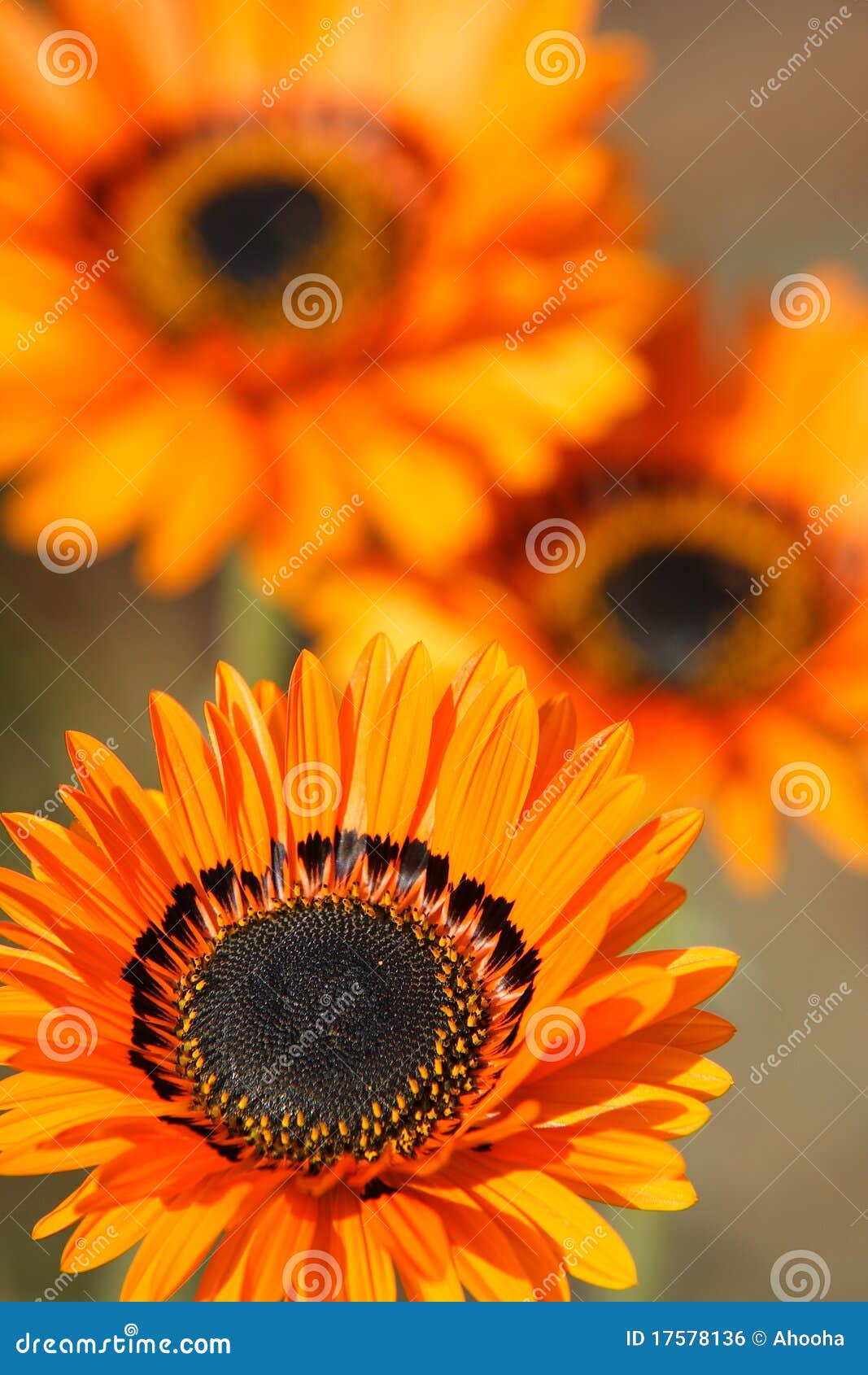 Orange gerbera stock photo. Image of background, flora - 17578136