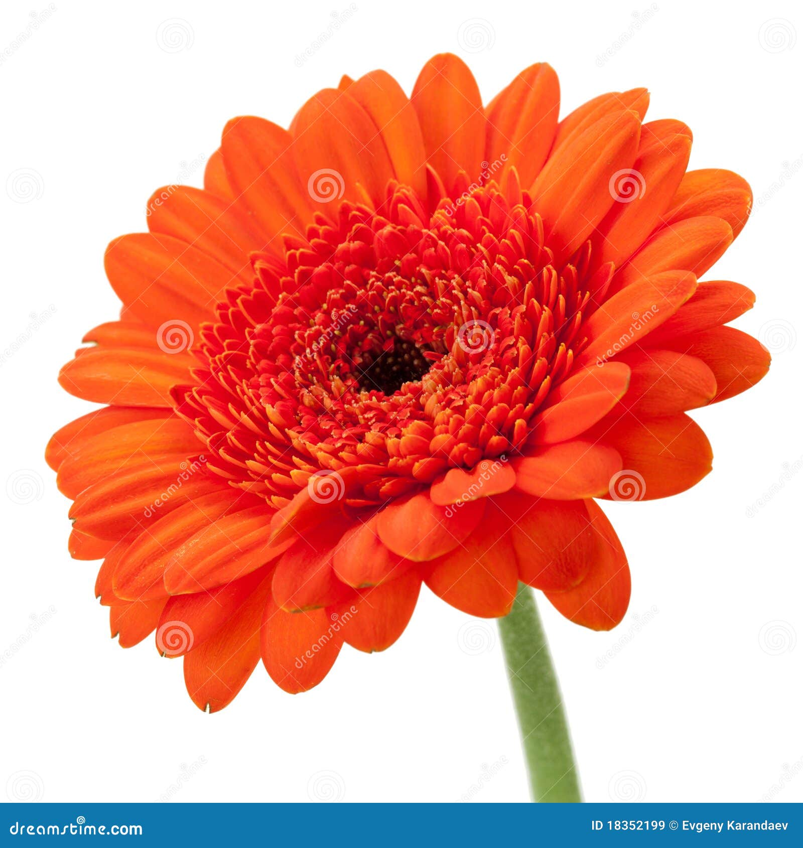 Orange gerbera stock image. Image of gerbera, nature - 18352199