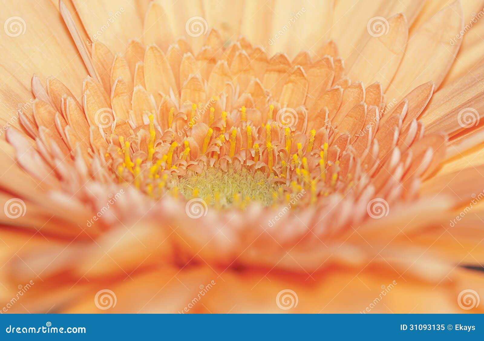 Orange gerbera close up stock image. Image of beautiful - 31093135