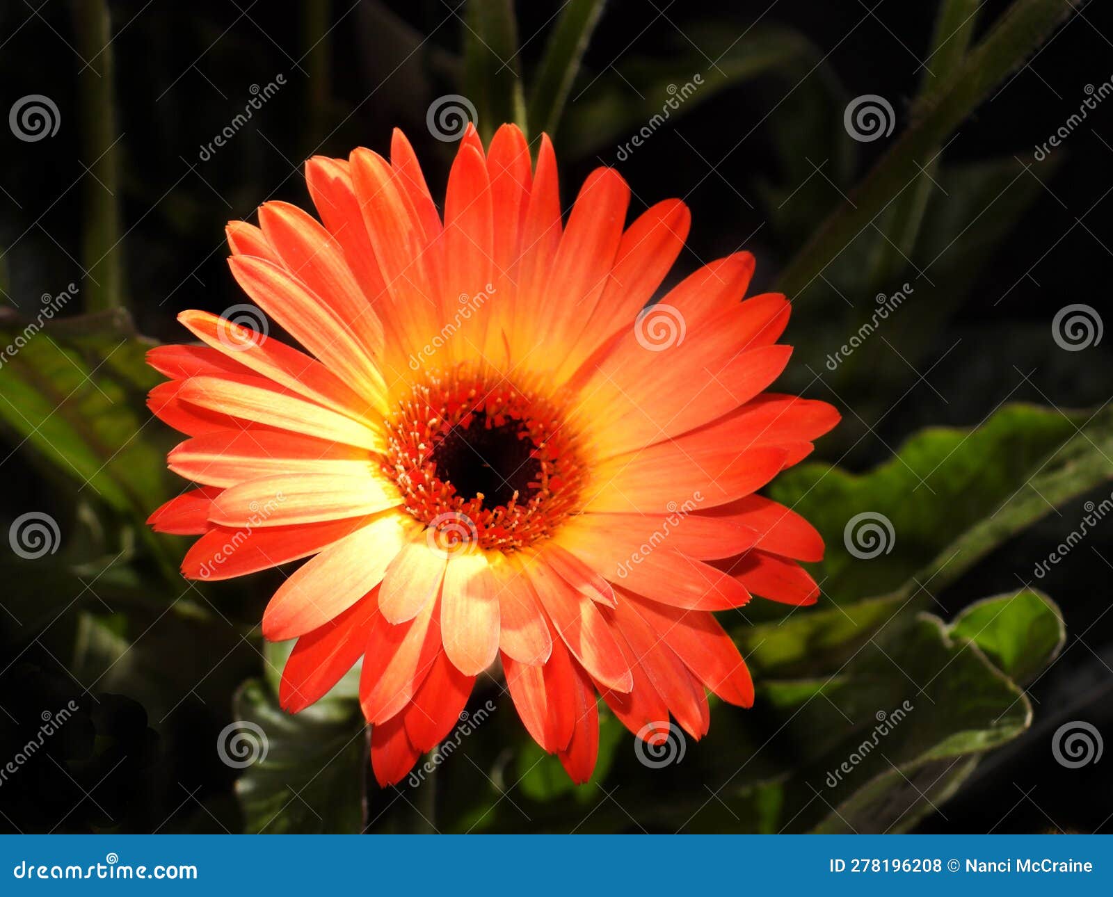 Gerbera Daisy in Shades of Yellow and Orange Stock Photo - Image of ...