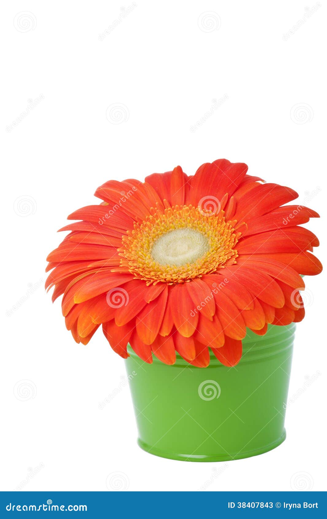 Orange Gerbera Daisy Flower in Green Bucket Stock Image - Image of gift ...