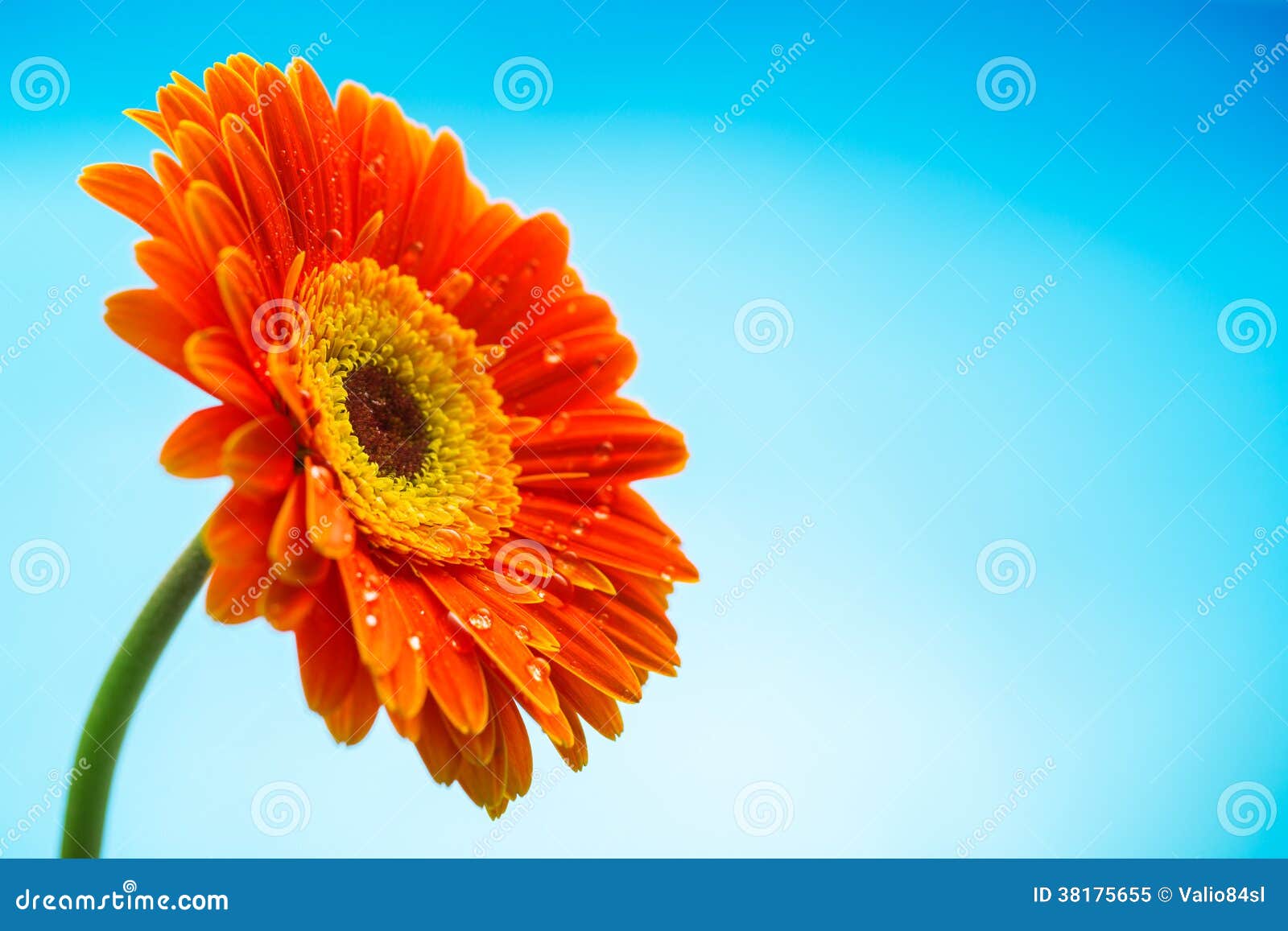 Orange Gerbera Daisy Flower Isolated on Blue Background Stock Image ...